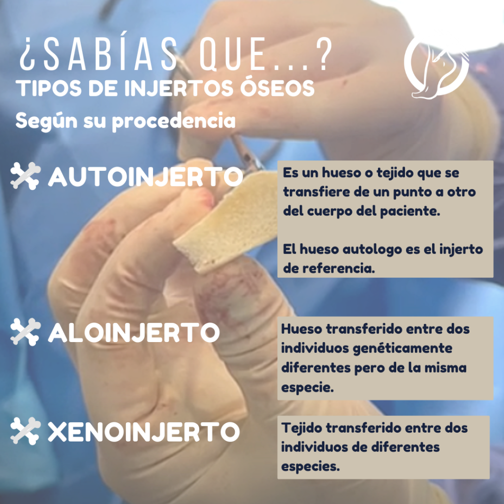 Diferencia entre aloinjerto autoinjerto y xenoinjerto - PEDIAEXPERTOS