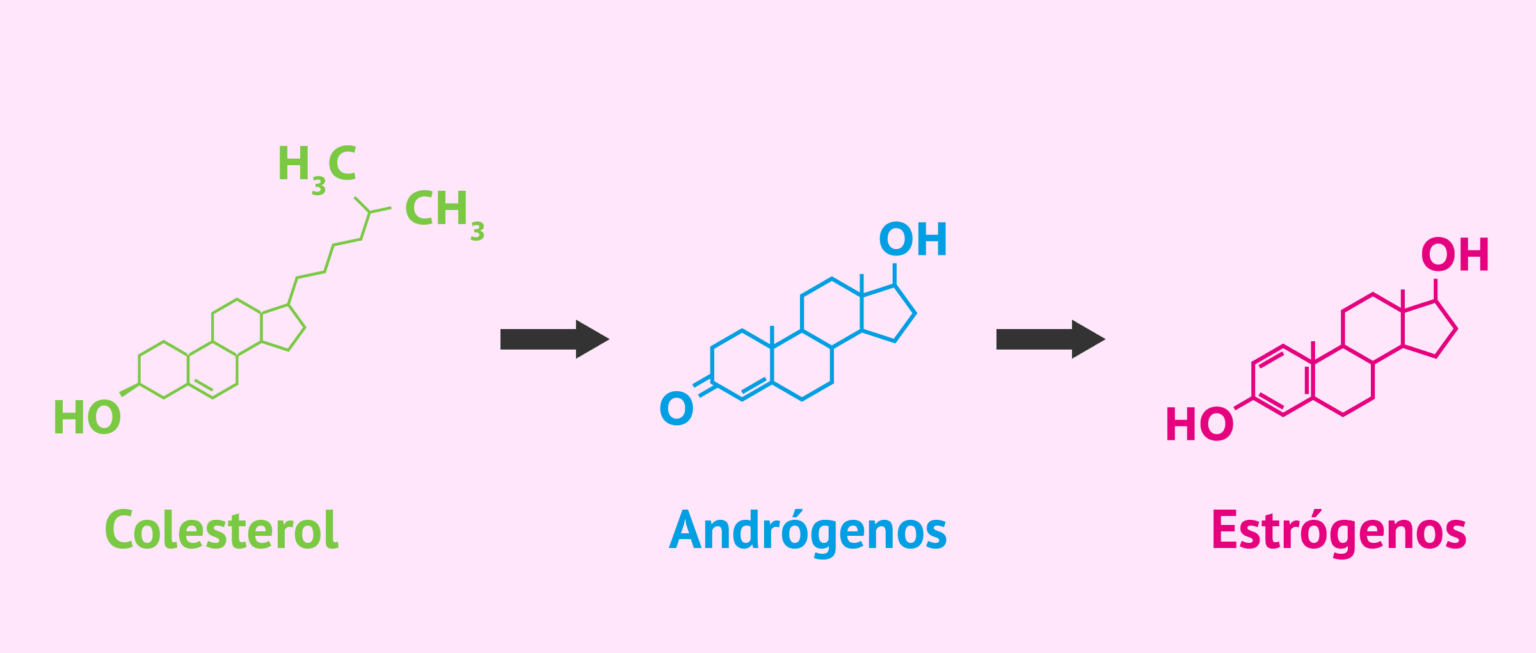 Diferencia entre andrógeno y estrógeno - PEDIAEXPERTOS
