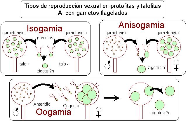 Diferencia entre anisogamia isogamia y oogamia - PEDIAEXPERTOS