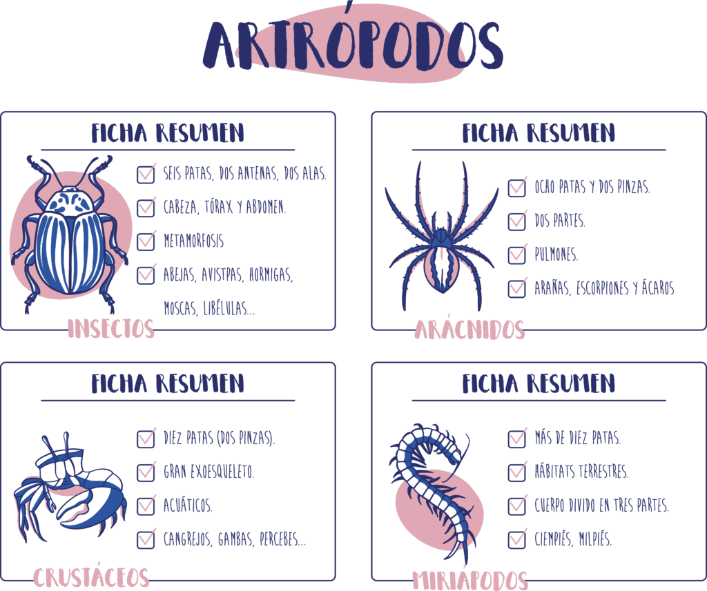 Diferencia entre arácnidos y crustáceos - PEDIAEXPERTOS