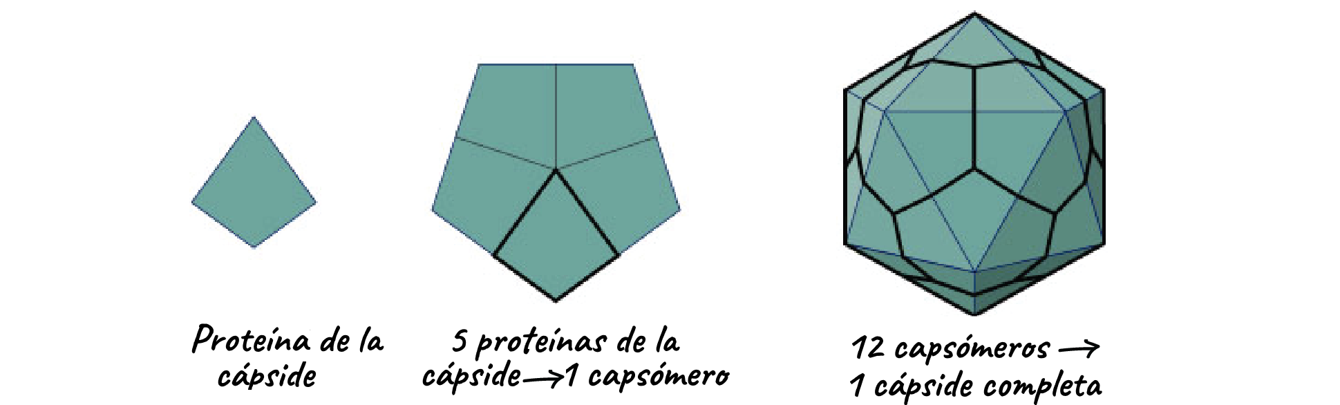 Diferencia entre cápside y capsómero - PEDIAEXPERTOS