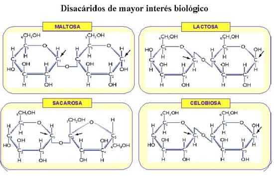 Diferencia entre celobiosa y maltosa - PEDIAEXPERTOS