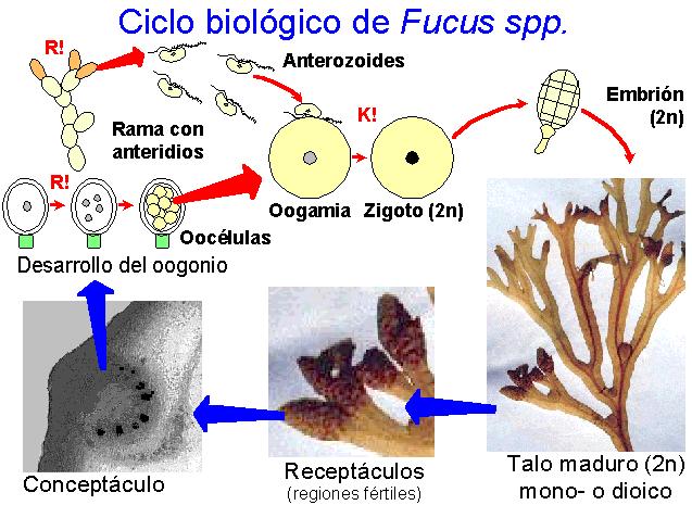 Diferencia entre conceptáculo y receptáculo en Fucus - PEDIAEXPERTOS