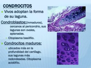 Diferencia entre condrocitos y osteocitos - PEDIAEXPERTOS