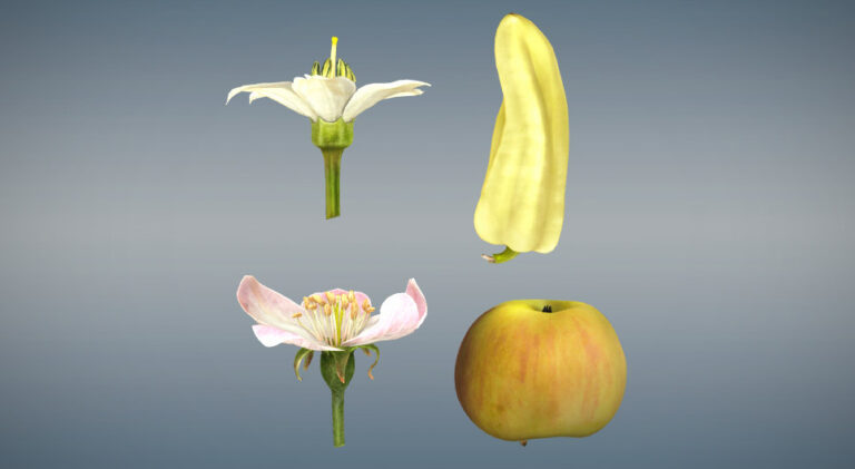 Diferencia entre el fruto verdadero y el fruto falso - PEDIAEXPERTOS