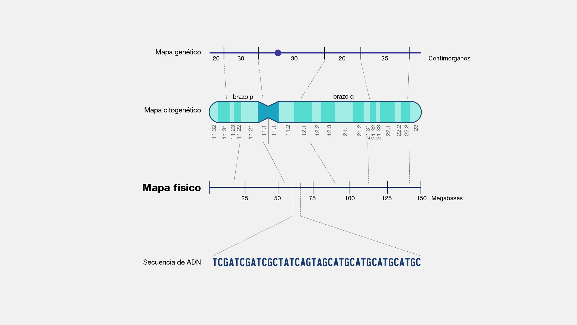 Diferencia entre el mapeo genético y el físico - PEDIAEXPERTOS