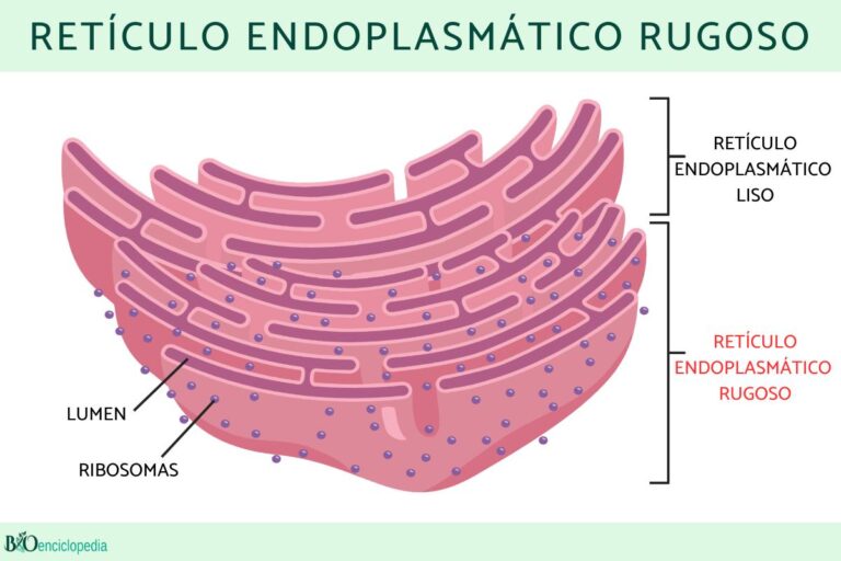 Diferencia entre ER liso y rugoso - PEDIAEXPERTOS