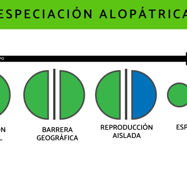 Diferencia entre especiación alopátrica y simpátrica - PEDIAEXPERTOS