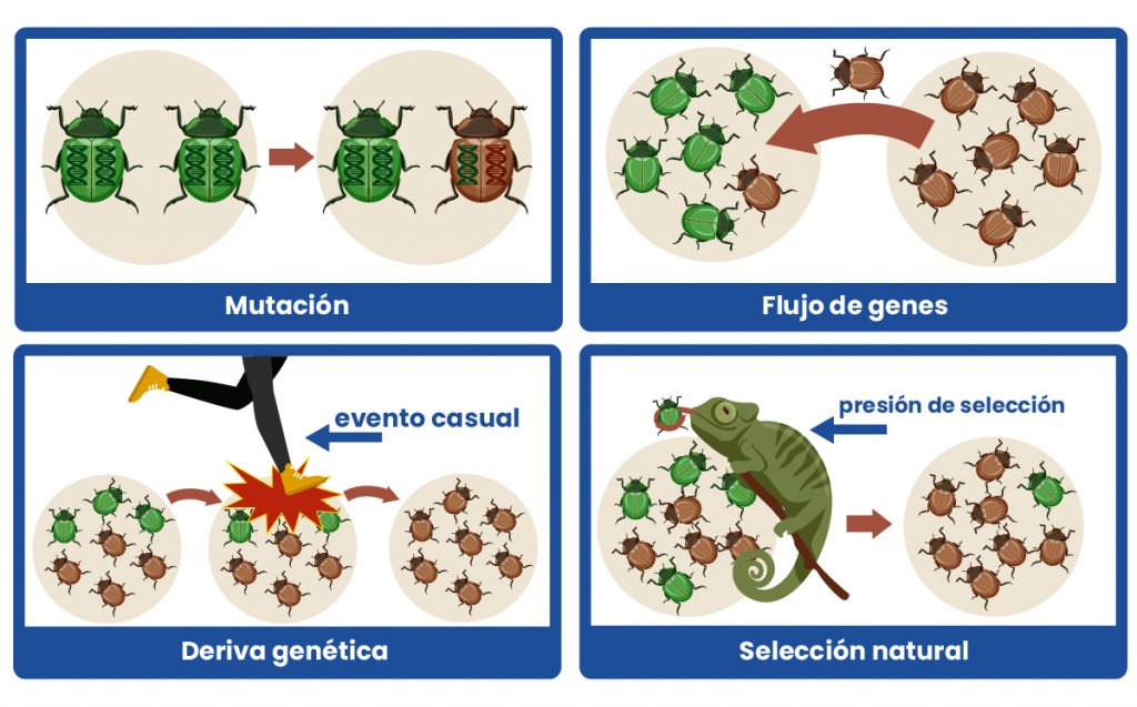 Diferencia entre flujo genético y deriva genética - PEDIAEXPERTOS