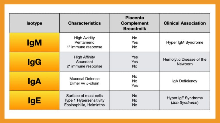 Diferencia entre IgG IgM IgA IgE e IgD - PEDIAEXPERTOS