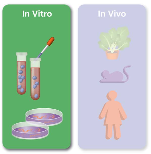 Diferencia entre in vitro e in vivo - PEDIAEXPERTOS