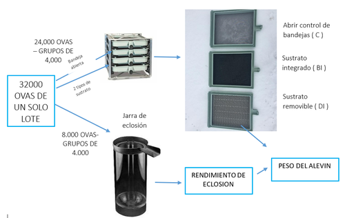 Diferencia entre incubación y eclosión - PEDIAEXPERTOS