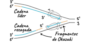 Diferencia entre la hebra líder y la rezagada - PEDIAEXPERTOS