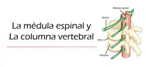 Diferencia entre la médula espinal y la columna vertebral - PEDIAEXPERTOS