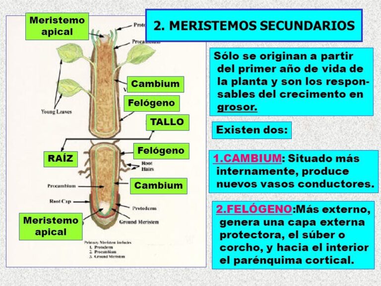 Diferencia entre meristemo primario y secundario - PEDIAEXPERTOS