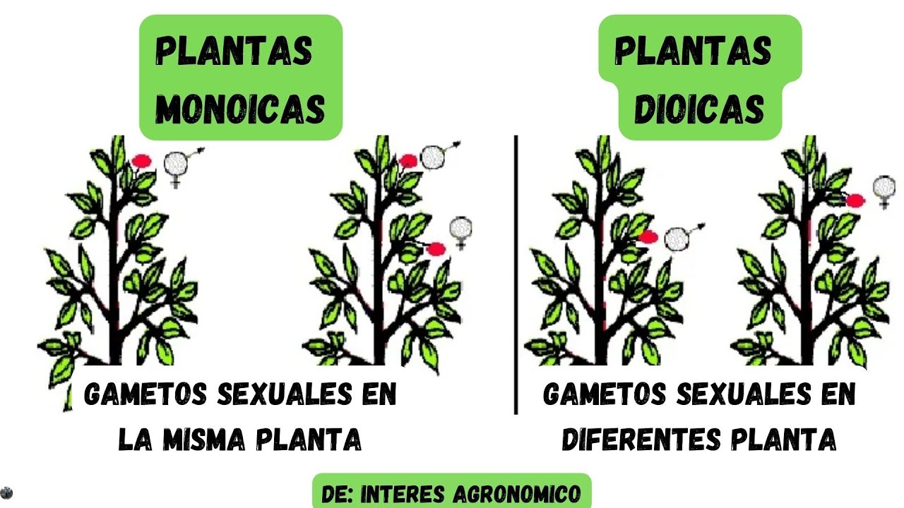 Diferencia entre monoico y dioico - PEDIAEXPERTOS