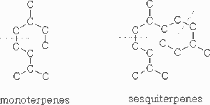 Diferencia entre monoterpenos y sesquiterpenos - PEDIAEXPERTOS