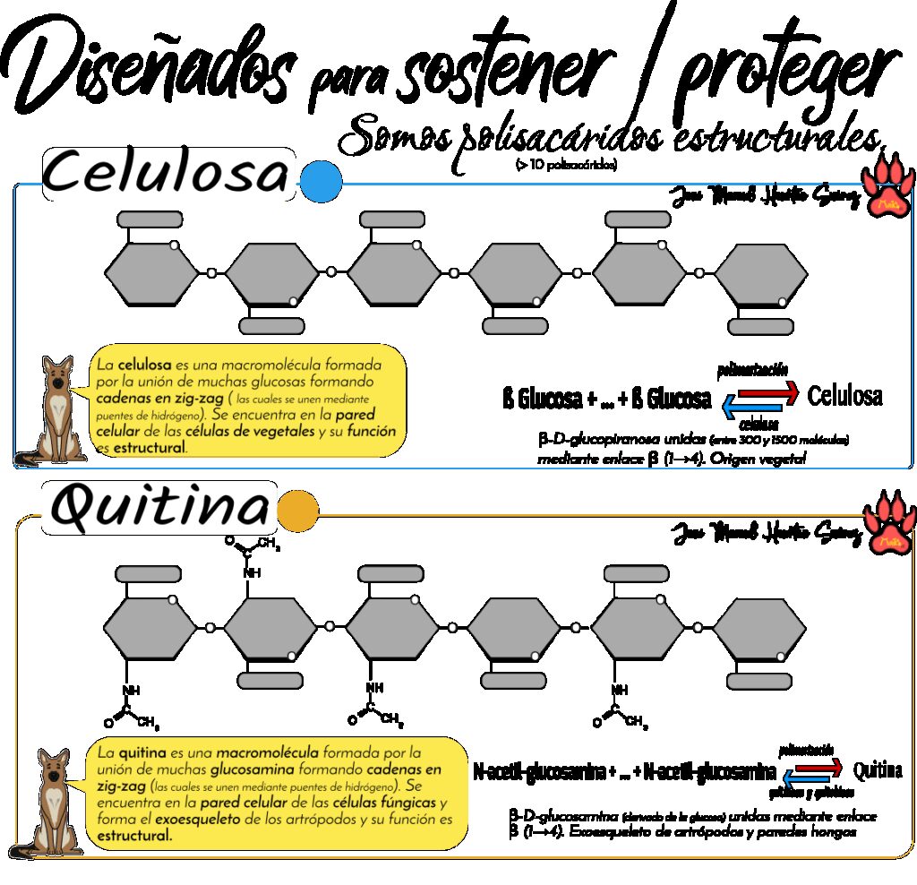 Diferencia entre quitina y celulosa - PEDIAEXPERTOS