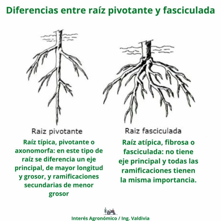 Diferencia entre raíz pivotante y raíz adventicia - PEDIAEXPERTOS