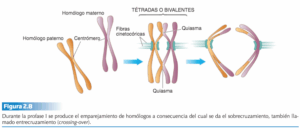 Diferencia entre una tétrada y un par de cromátidas - PEDIAEXPERTOS