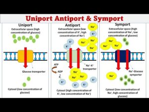 Diferencia entre Uniport Symport y Antiport - PEDIAEXPERTOS