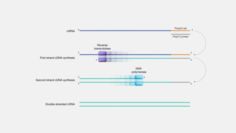 Diferencia entre ADNc y ADN genómico Ciencia - PEDIAEXPERTOS