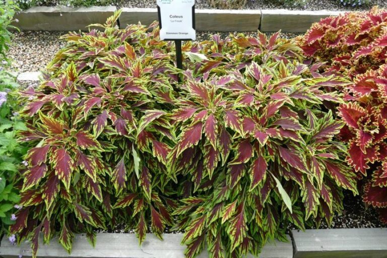 Diferencia entre begonia y coleus - PEDIAEXPERTOS