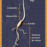 Diferencia entre bichos e insectos - PEDIAEXPERTOS