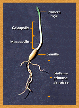 Diferencia entre coleóptilo y coleorriza - PEDIAEXPERTOS
