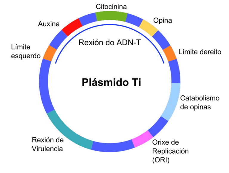 Diferencia entre el plásmido Ti y Ri - PEDIAEXPERTOS