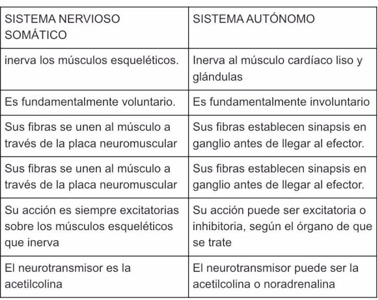 Diferencia entre el sistema nervioso somático y autónomo - PEDIAEXPERTOS
