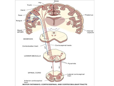 Diferencia entre el tracto corticoespinal anterior y lateral ...