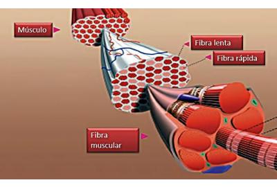 Diferencia entre fibras musculares de contracción rápida y lenta ...