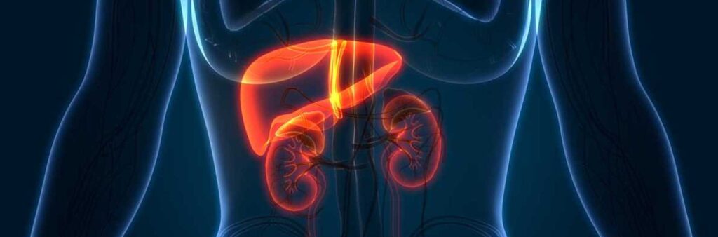 Diferencia entre hígado y riñón - PEDIAEXPERTOS