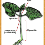Diferencia entre fisiopatología y patogénesis - PEDIAEXPERTOS
