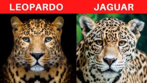 Diferencia entre jaguar y leopardo - PEDIAEXPERTOS