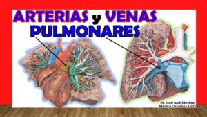 Diferencia entre la arteria pulmonar y la vena pulmonar - PEDIAEXPERTOS