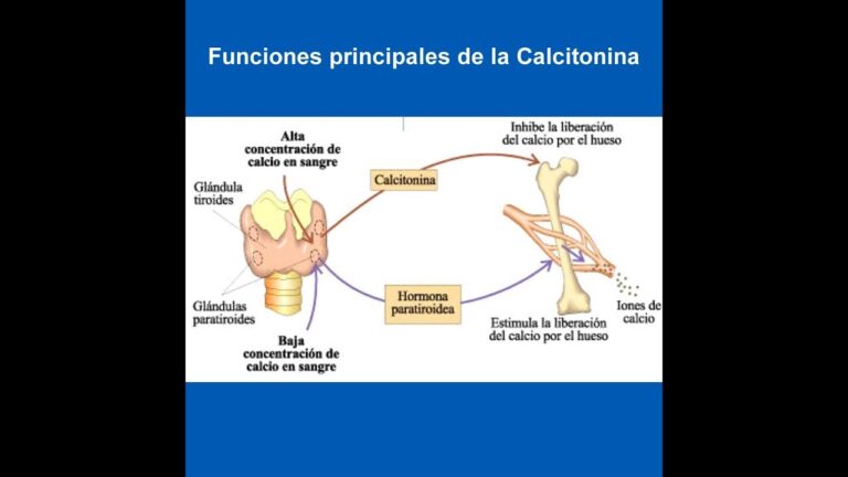Diferencia entre la calcitonina y la hormona paratiroidea - PEDIAEXPERTOS