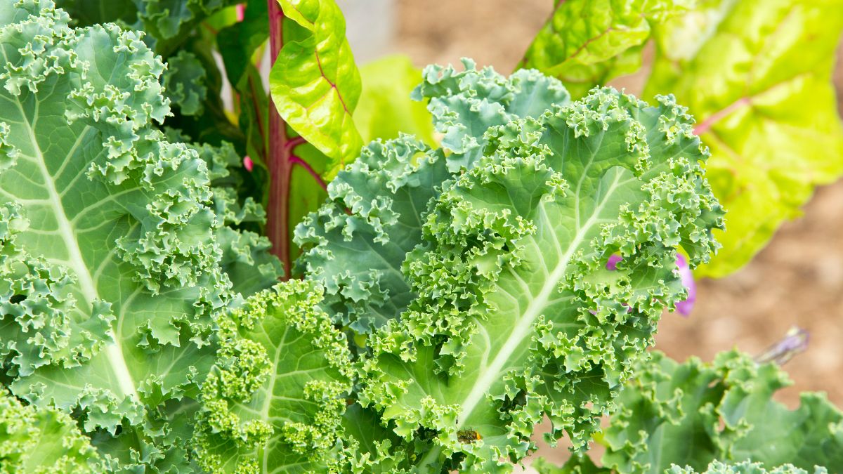 Diferencia entre la col rizada y la lechuga - PEDIAEXPERTOS