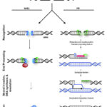 Diferencia entre el ciclo C3 y C4 - PEDIAEXPERTOS