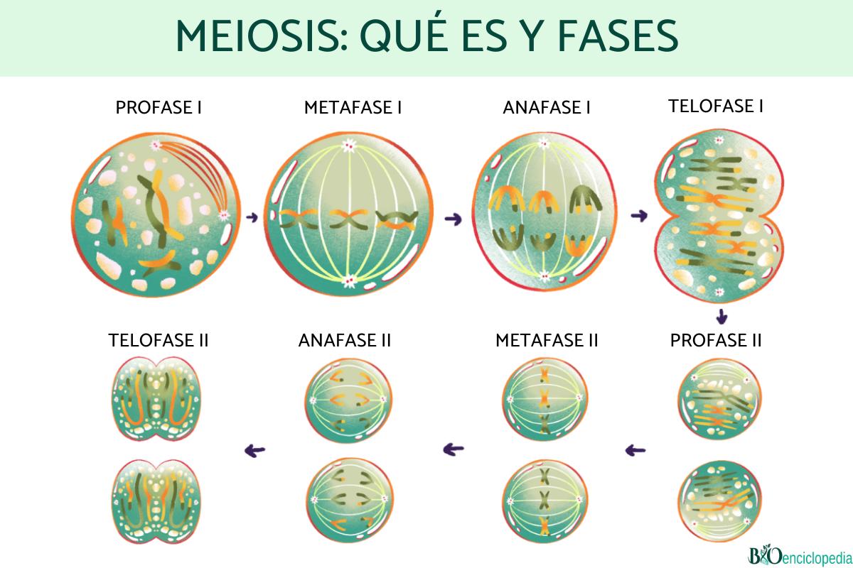 Diferencia entre la telofase 1 y 2 - PEDIAEXPERTOS