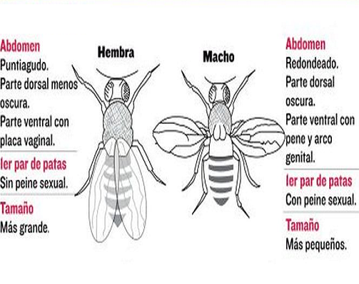Diferencia entre las moscas de la fruta macho y hembra - PEDIAEXPERTOS