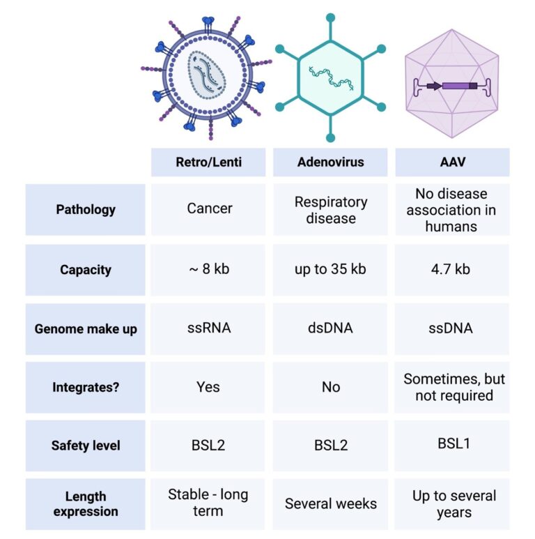 Diferencia entre lentivirus y retrovirus - PEDIAEXPERTOS