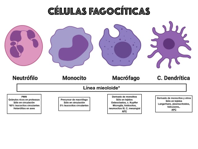 Diferencia entre linfocitos y fagocitos - PEDIAEXPERTOS