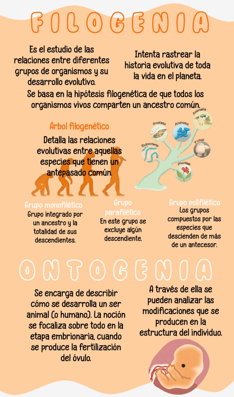 Diferencia entre ontogenia y filogenia - PEDIAEXPERTOS