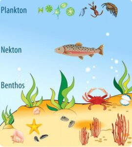 Diferencia entre plancton y necton - PEDIAEXPERTOS