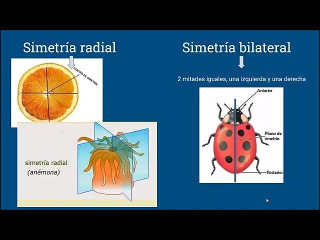 Diferencia entre simetría radial y bilateral - PEDIAEXPERTOS