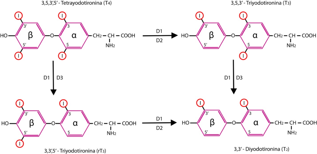 Diferencia entre T3 y T3 inversa - PEDIAEXPERTOS