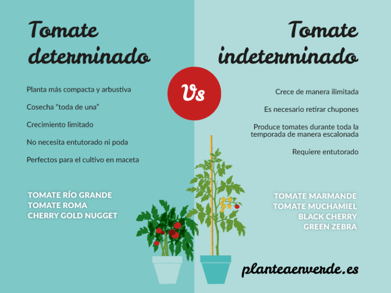 Diferencia entre tomates determinados e indeterminados - PEDIAEXPERTOS