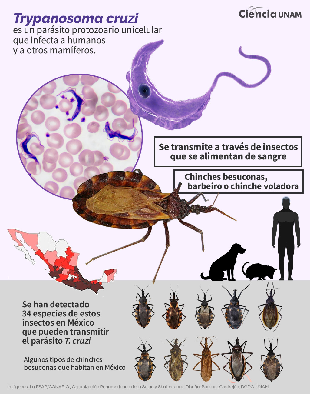 ¿Qué es la enfermedad de Chagas y qué la causa? - PEDIAEXPERTOS